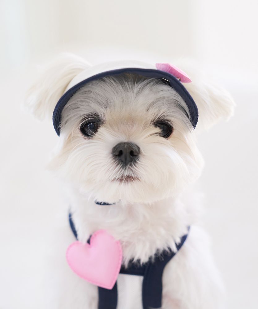 MUSINSA | MY LITTLE DOG Heart Pop Cool Sun Cap - White